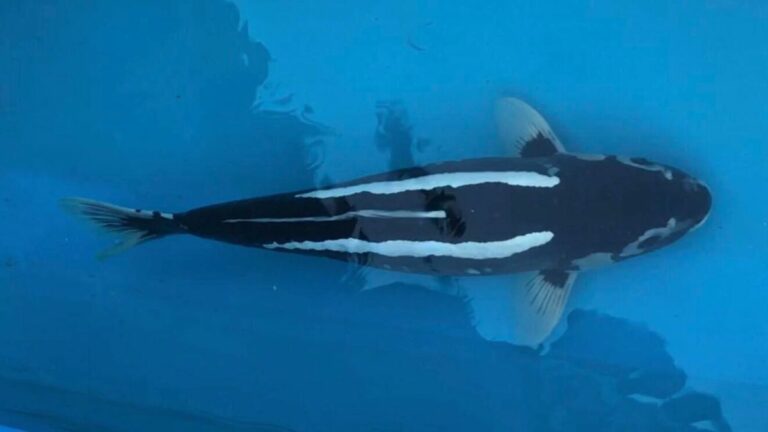 15 Popular Types of Koi Fish (Variety, Care, & Classification Guide)