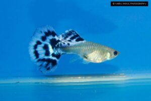 Rare Guppy Breeds That You Have to Check Out - Build Your Aquarium