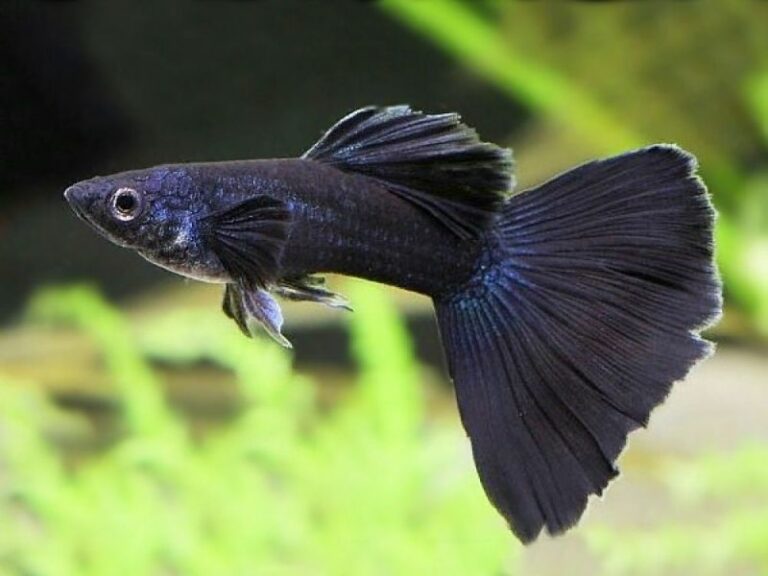 Rare Guppy Breeds That You Have to Check Out - Build Your Aquarium