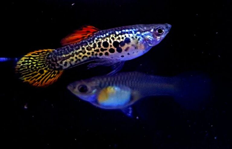 Rare Guppy Breeds That You Have to Check Out - Build Your Aquarium