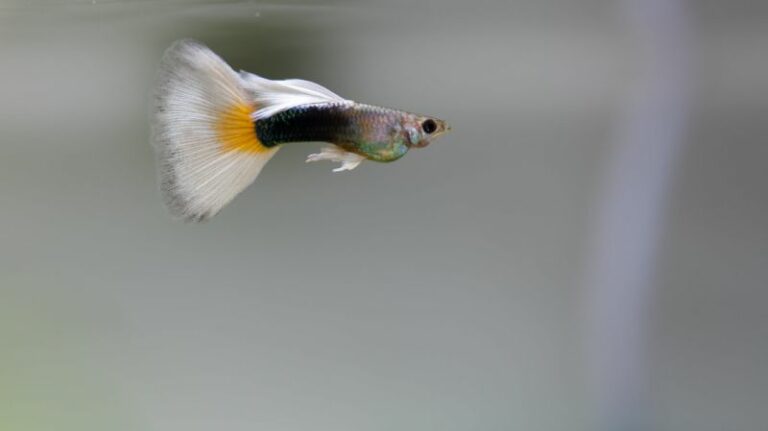 Rare Guppy Breeds That You Have to Check Out - Build Your Aquarium