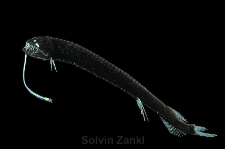 Dragon Fish of the World - Build Your Aquarium