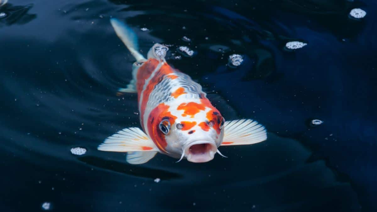 15 Popular Types of Koi Fish (Variety, Care, & Classification Guide)