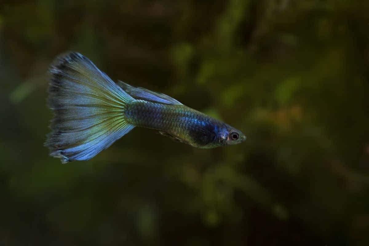 Guppy Fish Care Guide: Appearance, Diet, and More