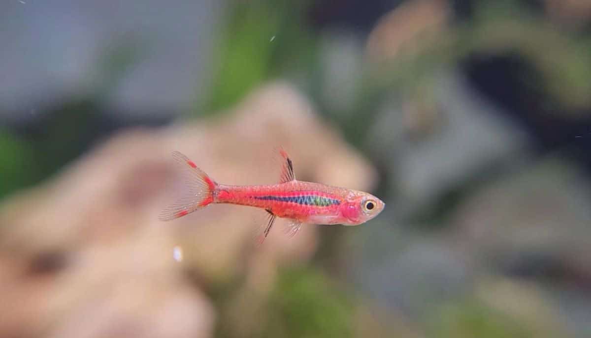 Chili Rasbora Care: Feeding, Tank Mates, Setup, & More