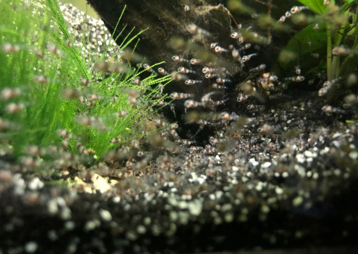 Jack Dempsey Fish: Care, Feeding, and Breeding - Build Your Aquarium