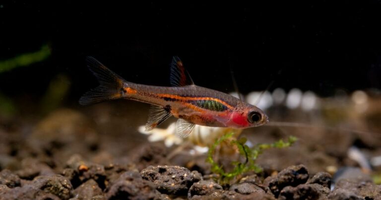 Chili Rasbora Care: Feeding, Tank Mates, Setup, & More