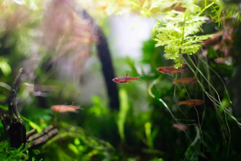 Chili Rasbora Care: Feeding, Tank Mates, Setup, & More