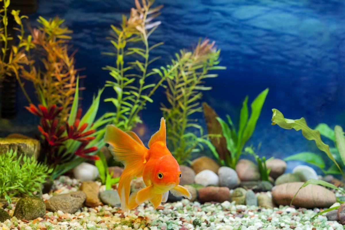 Everything You Need to Know About Fantail Goldfish - Build Your Aquarium