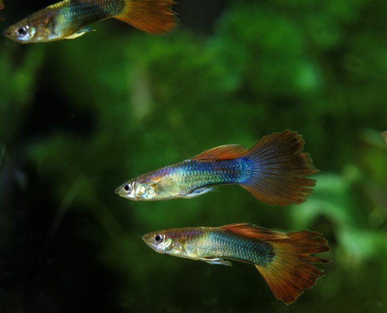 Guppy Fish Care Guide: Appearance, Diet, and More