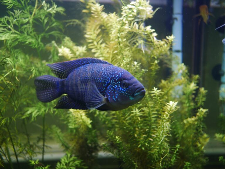 Jack Dempsey Fish: Care, Feeding, and Breeding - Build Your Aquarium
