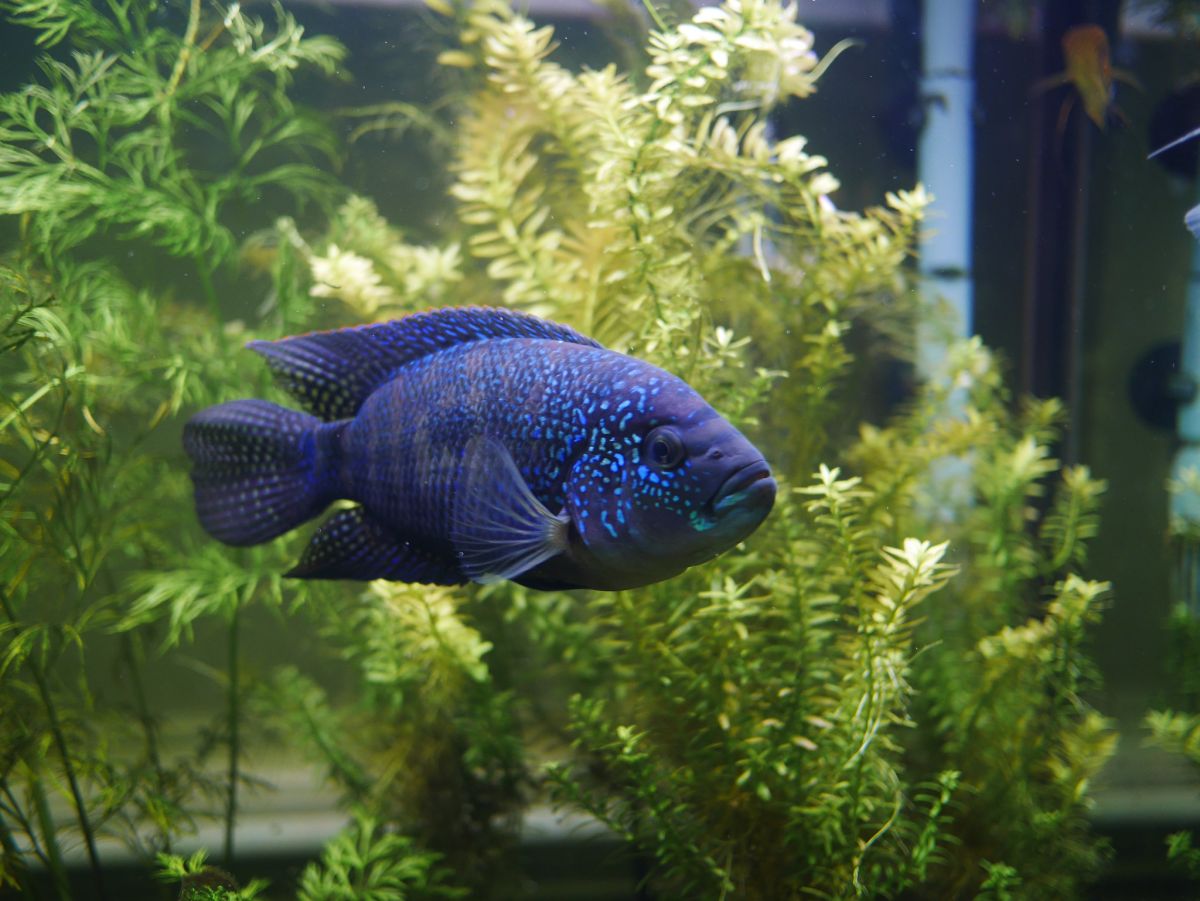 Jack Dempsey Fish: Care, Feeding, and Breeding - Build Your Aquarium