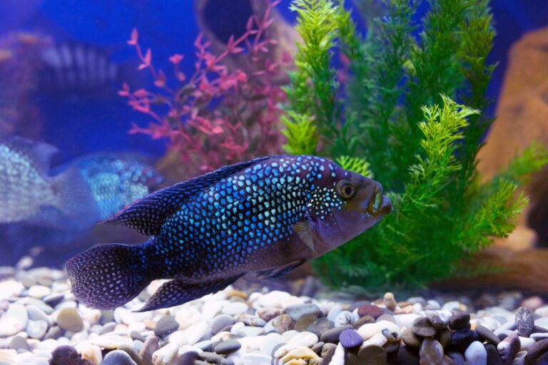 Jack Dempsey Fish: Care, Feeding, and Breeding - Build Your Aquarium