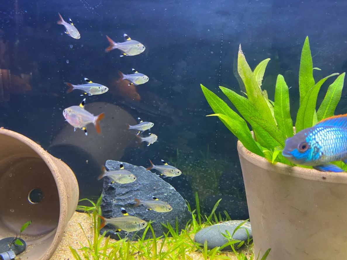 X-Ray Fish (Pristella Tetra) Species Profile, Care, and Breeding