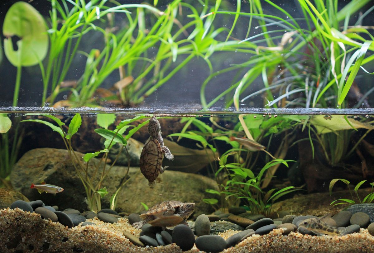 Combining Water and Land in a Paludarium Tank