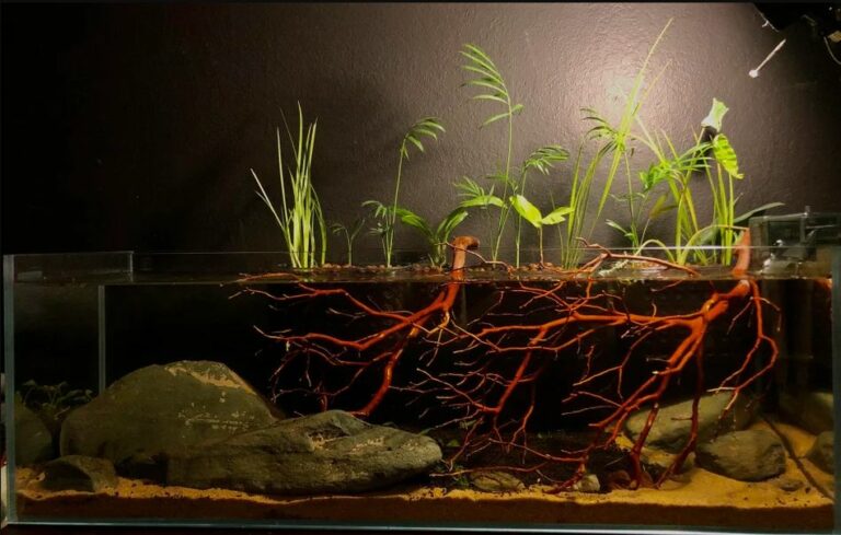 Chili Rasbora Care: Feeding, Tank Mates, Setup, & More