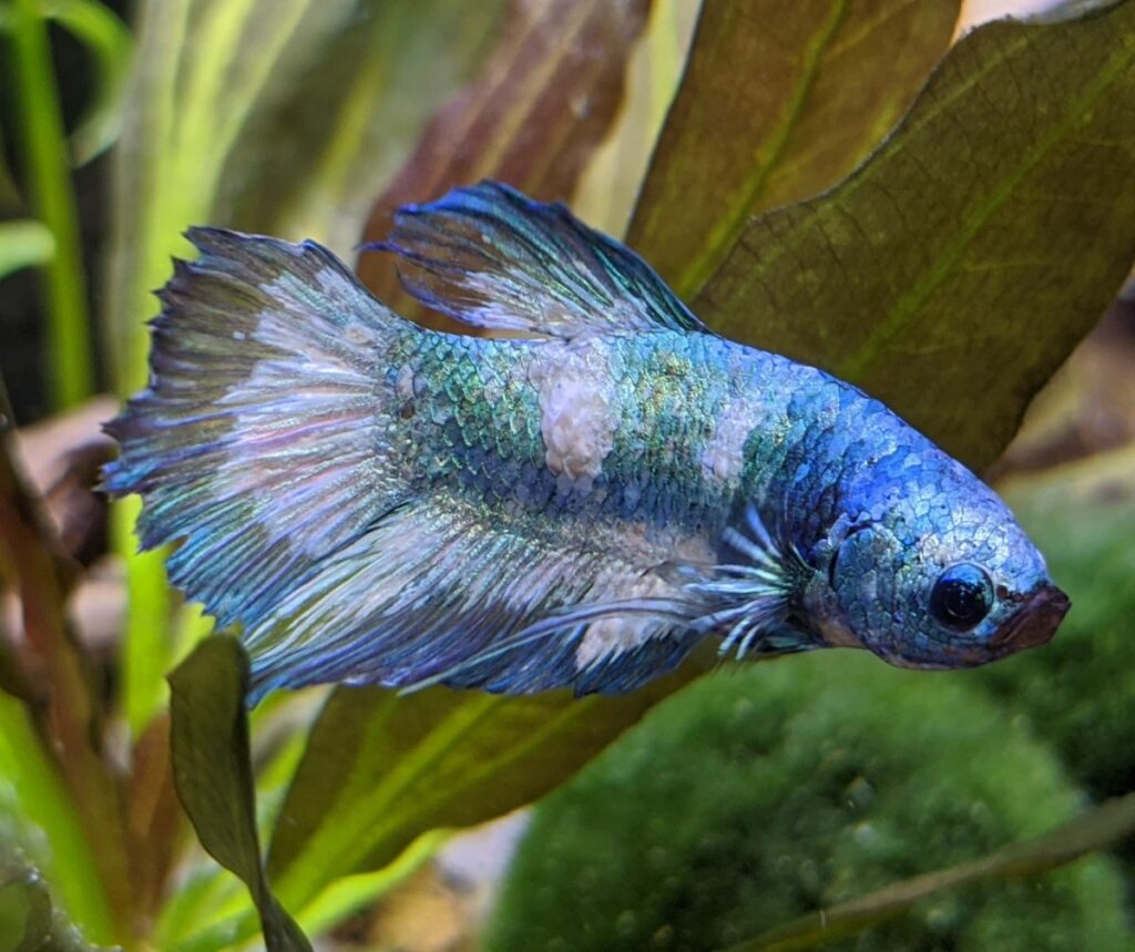 Cotton Wool Disease Causes And Treatment In Aquarium Fish Build Your Cotton Wool Disease Causes And Treatment In Aquarium Fish Build Your