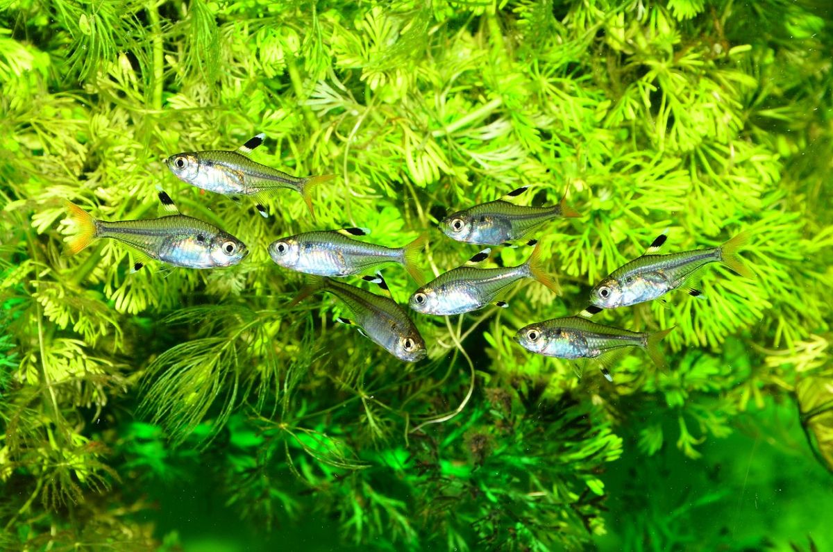 X-Ray Fish (Pristella Tetra) Species Profile, Care, and Breeding