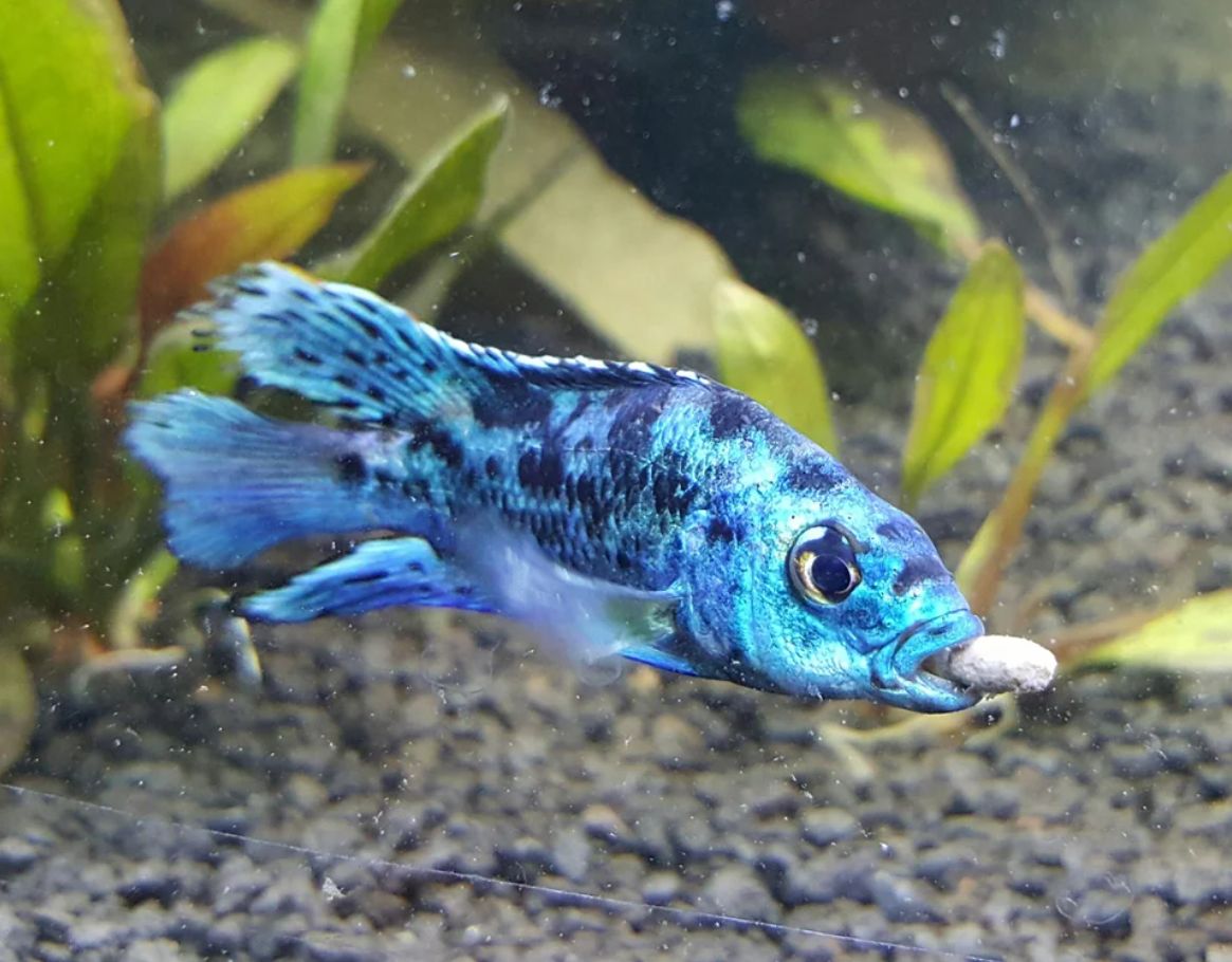 Jack Dempsey Fish: Care, Feeding, and Breeding - Build Your Aquarium