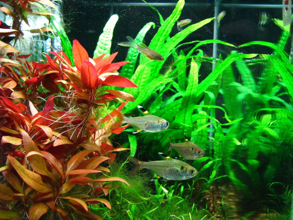 X-Ray Fish (Pristella Tetra) Species Profile, Care, and Breeding