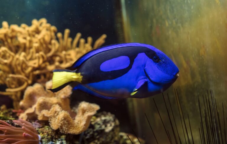 Blue Tang Care, Information, & Pictures (Hippo Tang)