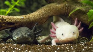 The Definitive Baby Axolotl Care Guide
