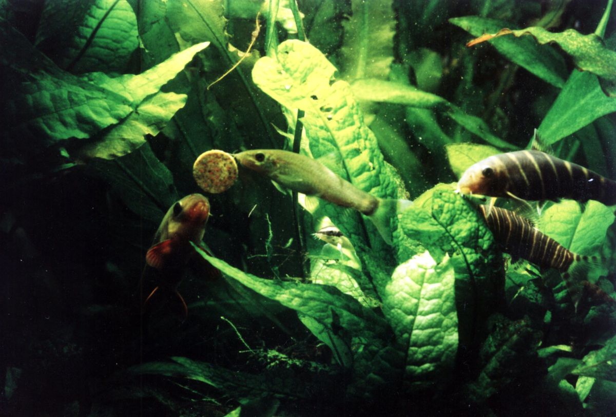 The Engaging and Active Zebra Loach Fish - Build Your Aquarium