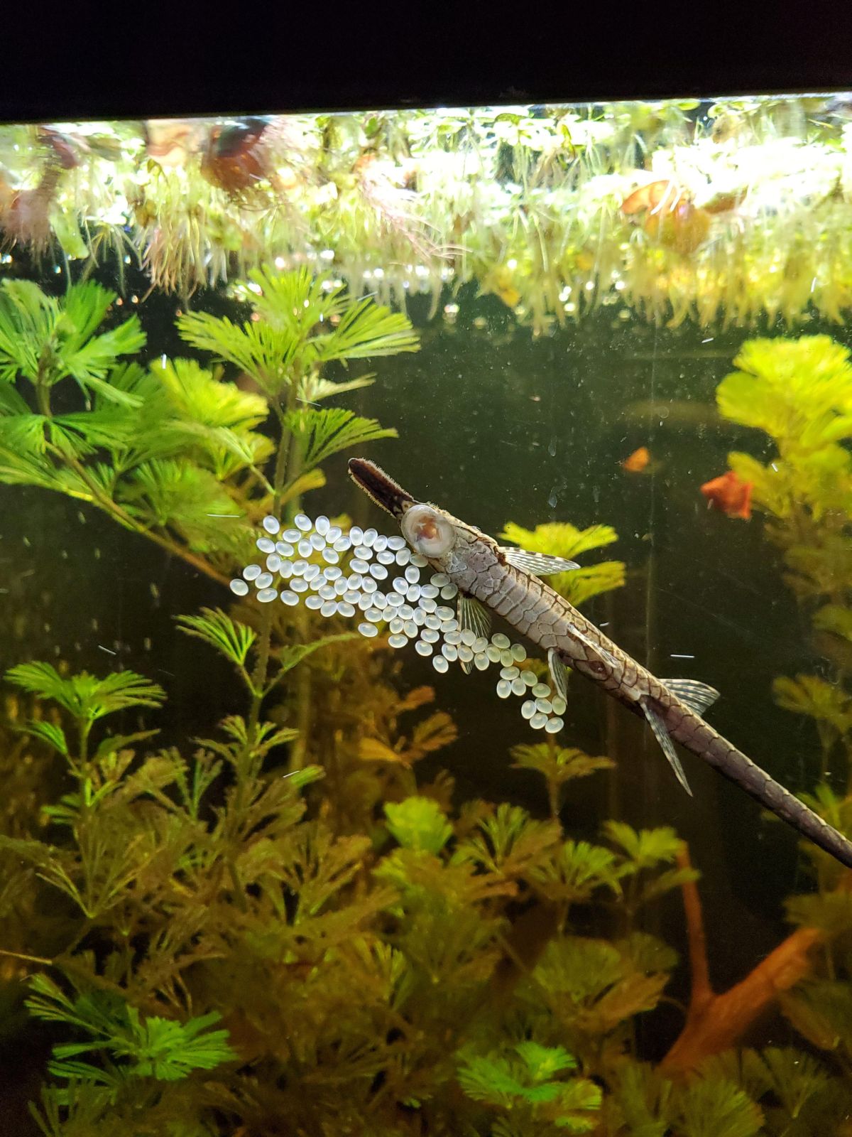 Twig Catfish - Build Your Aquarium