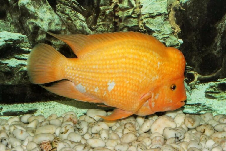 Red Devil Cichlid Care: Aquarium Size, Tank Mates, Feeding, and More