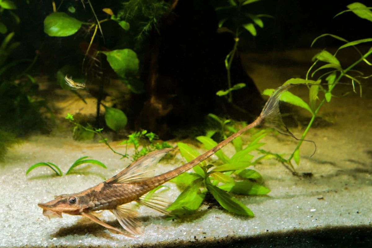 Twig Catfish - Build Your Aquarium