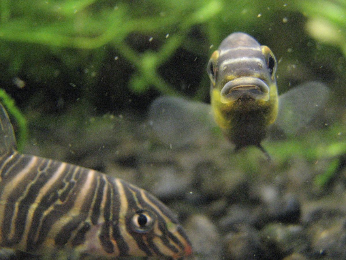 The Engaging and Active Zebra Loach Fish - Build Your Aquarium