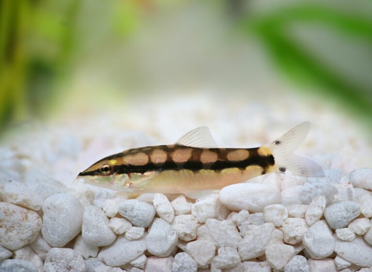 A Complete Guide to Dwarf Chain Loach Care