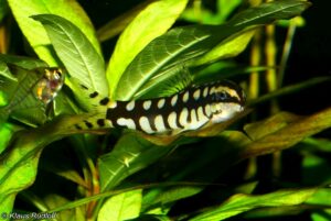 A Complete Guide to Dwarf Chain Loach Care