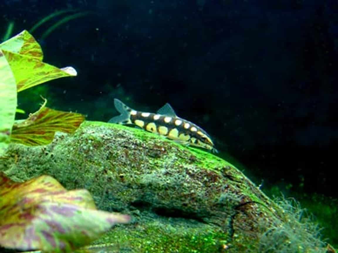 A Complete Guide to Dwarf Chain Loach Care