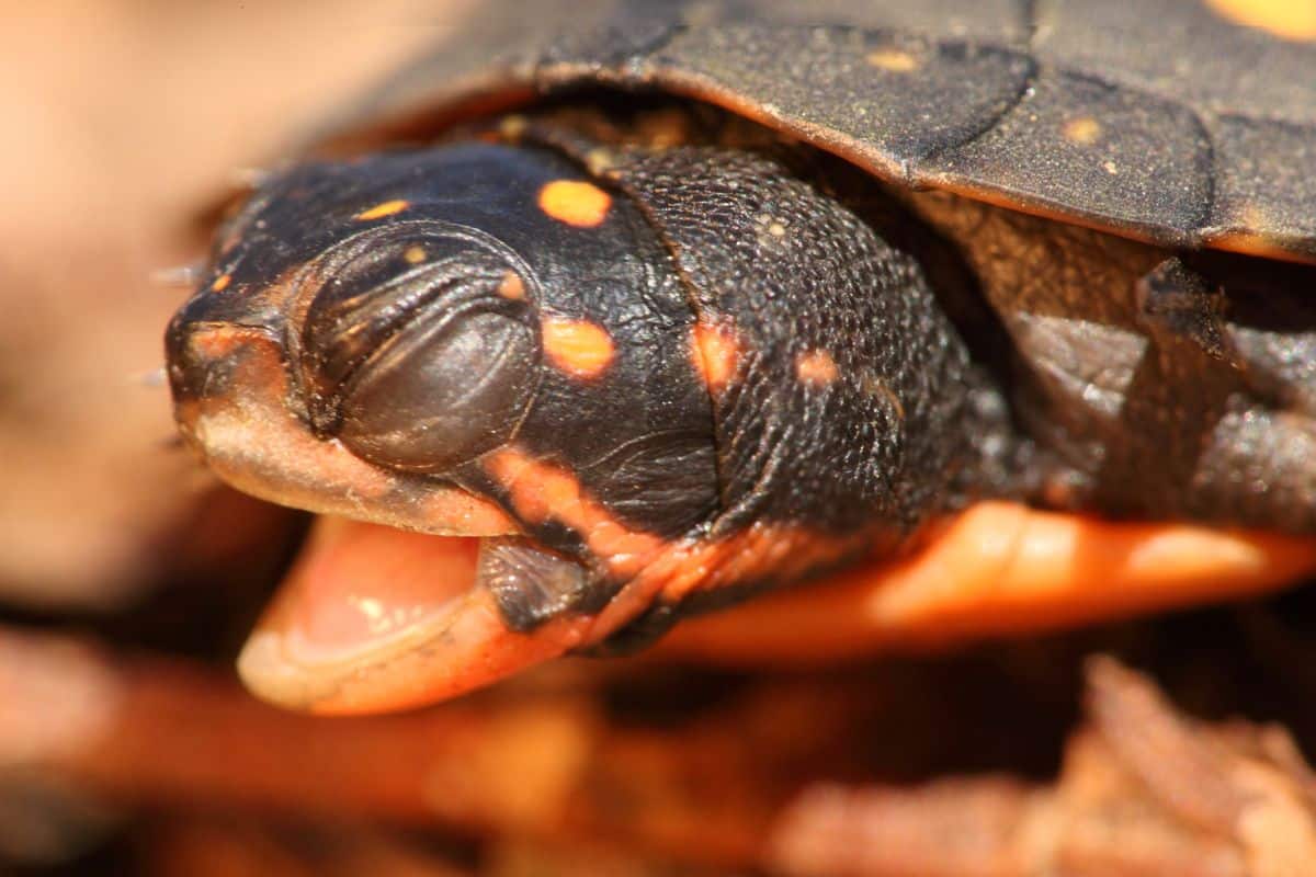 The Ultimate Spotted Turtle Care Guide