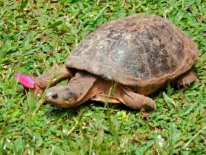 African Sideneck Turtle Care Guide