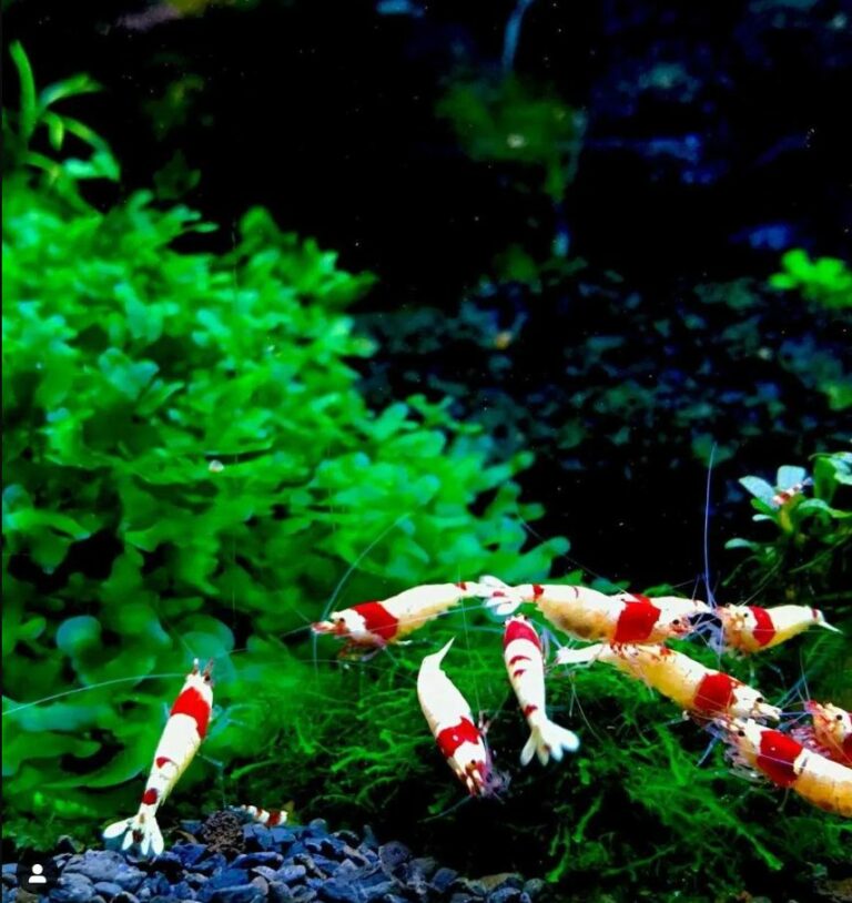 The Bee Shrimp Complete Care Guide