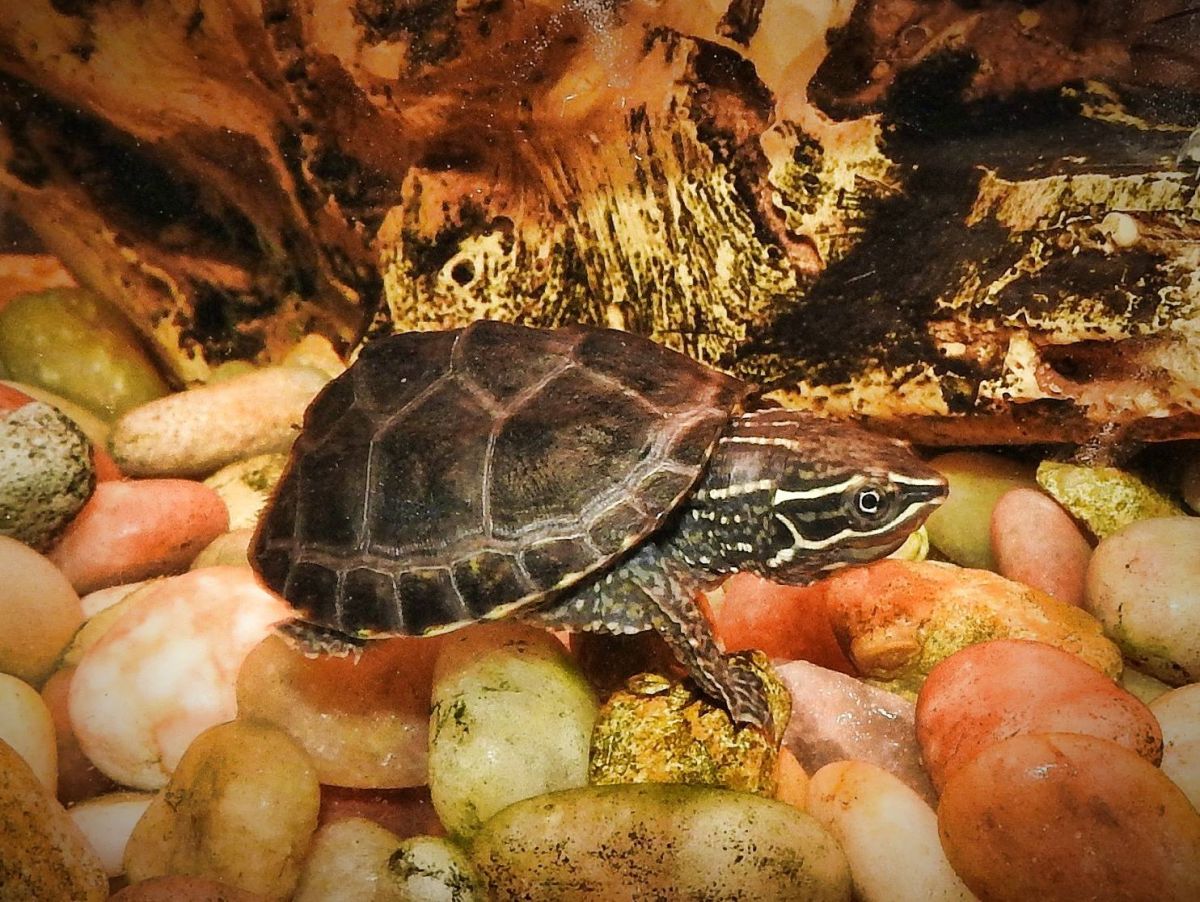Feeding and Housing the Common Musk Turtle