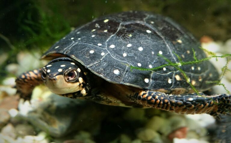 The Ultimate Spotted Turtle Care Guide