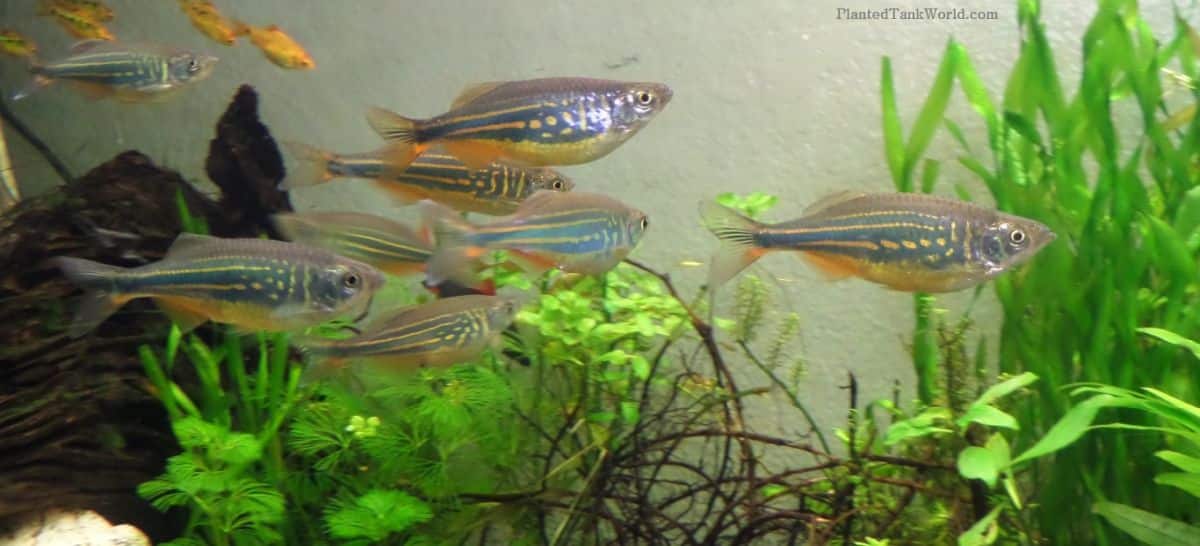 Giant Danio Care 101: Feeding, Tank Mates, Breeding, and More