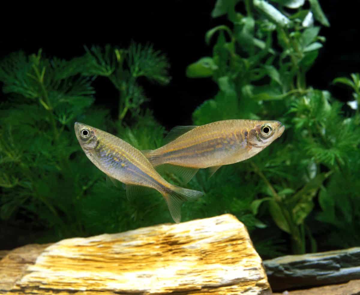 Giant Danio Care 101: Feeding, Tank Mates, Breeding, and More