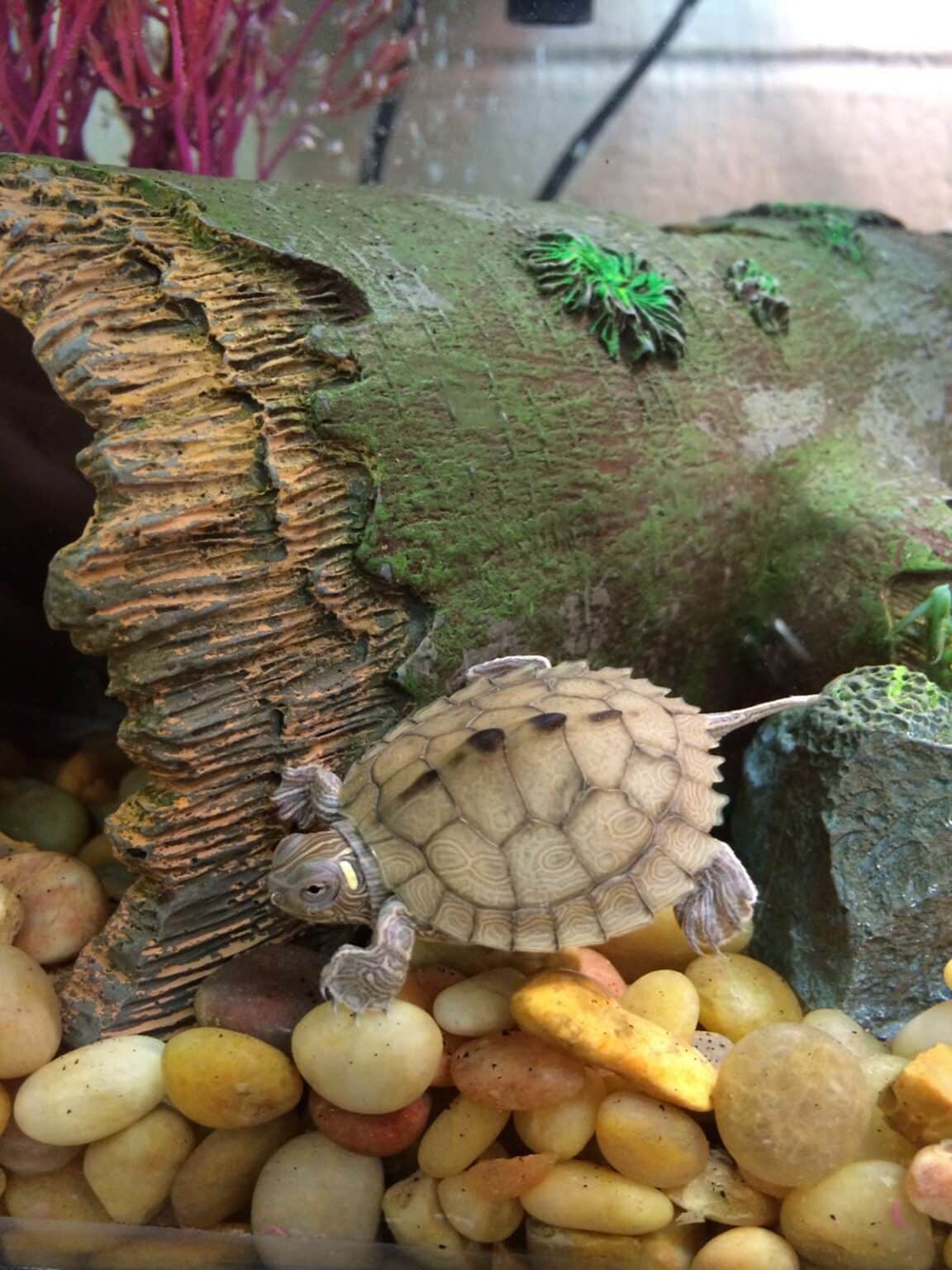Mississippi Map Turtle Care Guide - Build Your Aquarium