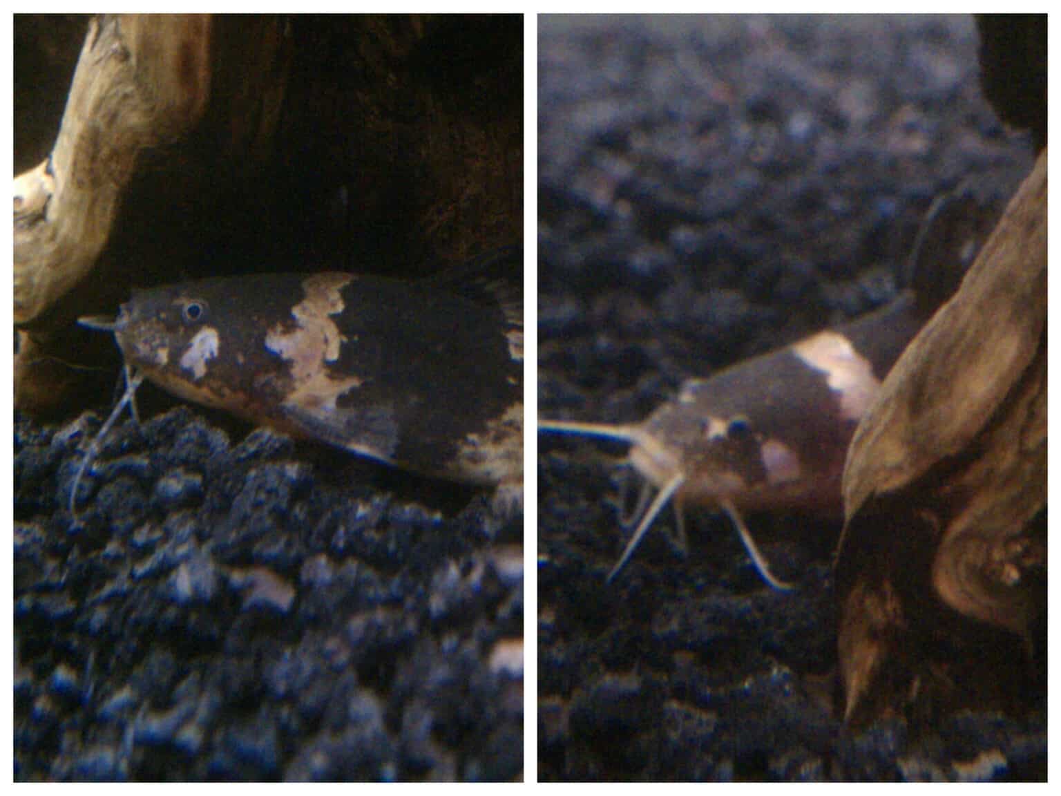 Build Your Aquarium: Learn How to Set up and Maintain an Aquarium