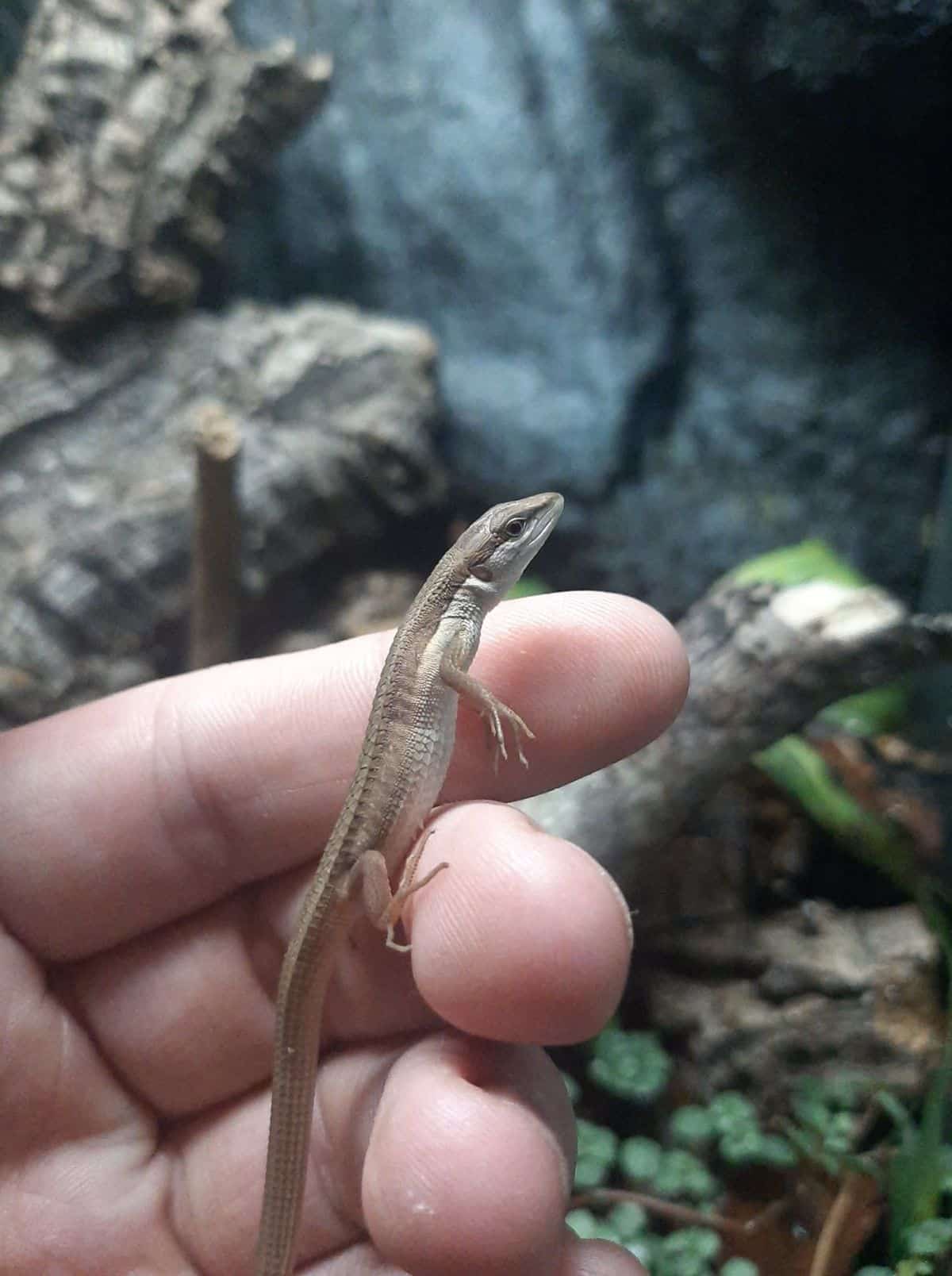 Long Tailed Lizard Care: Handleability, Housing, and Feeding