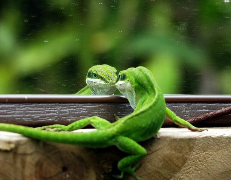 What is the Green Anoles Habitat How Much Food Amount Do U Feed a Green ...