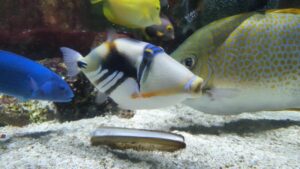 Picasso Triggerfish - Housing, Feeding, and Tank Mates