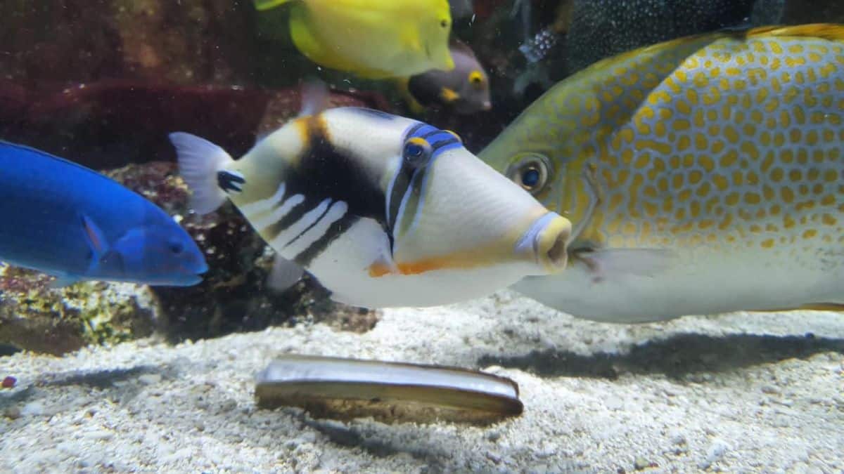 Picasso Triggerfish - Housing, Feeding, and Tank Mates