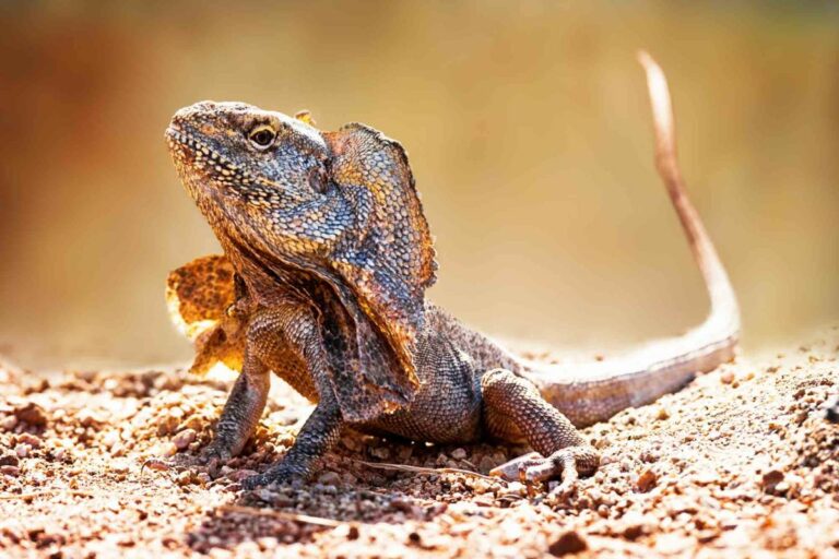The Frilled Lizard: Enclosure Setup and Feeding