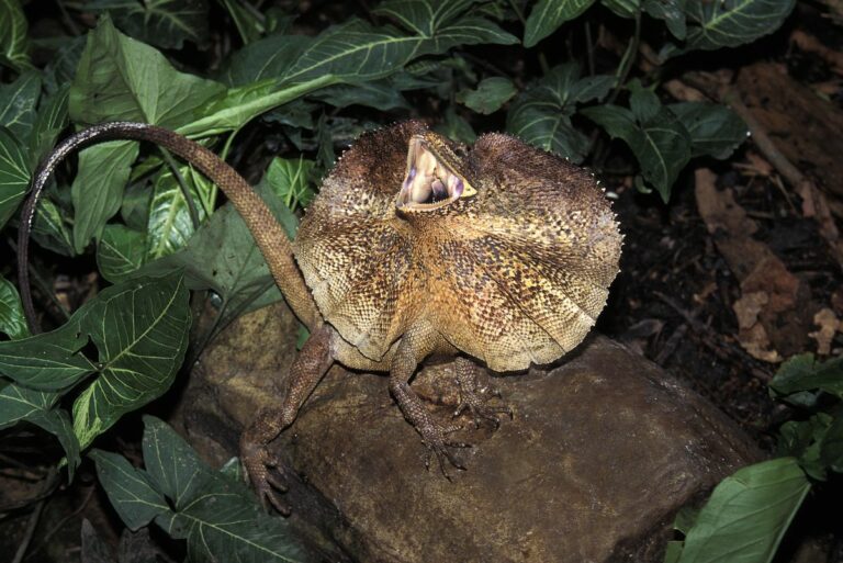 The Frilled Lizard: Enclosure Setup and Feeding