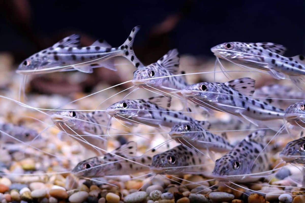 Pictus Catfish